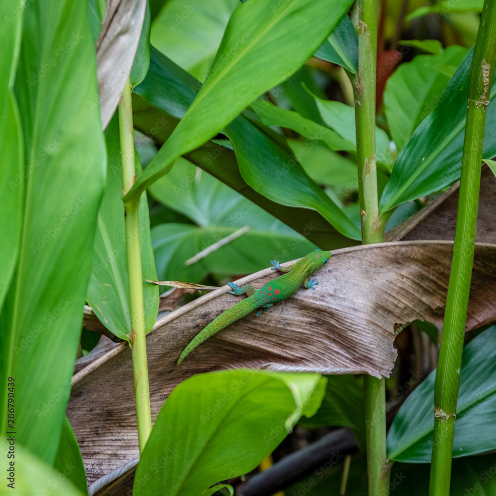 Bright green lizard with red spots on its back and blue feet sits on a ...