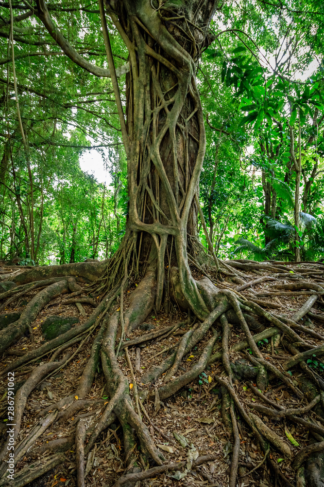Banyan vines look to be coming from everywhere on the ground and ...