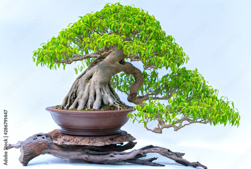 Foto de Green old bonsai tree isolated on white background in a pot ...