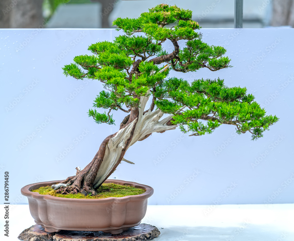 Green old bonsai tree isolated on white background in a pot plant ...