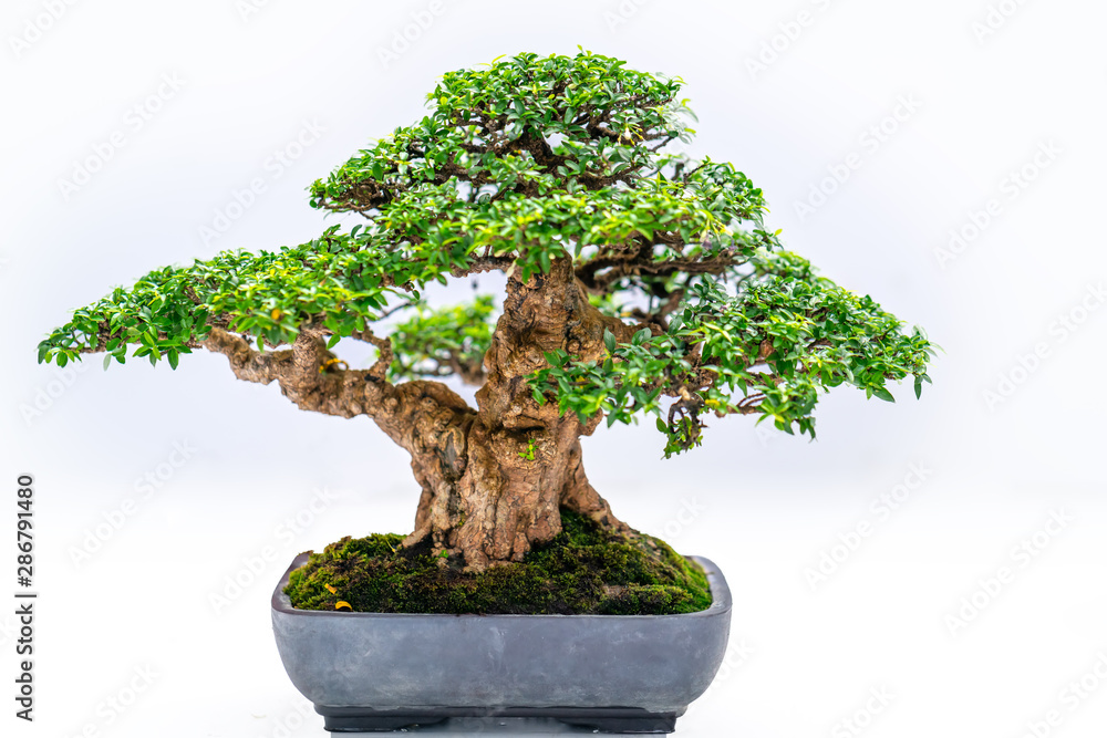 Green old bonsai tree isolated on white background in a pot plant ...