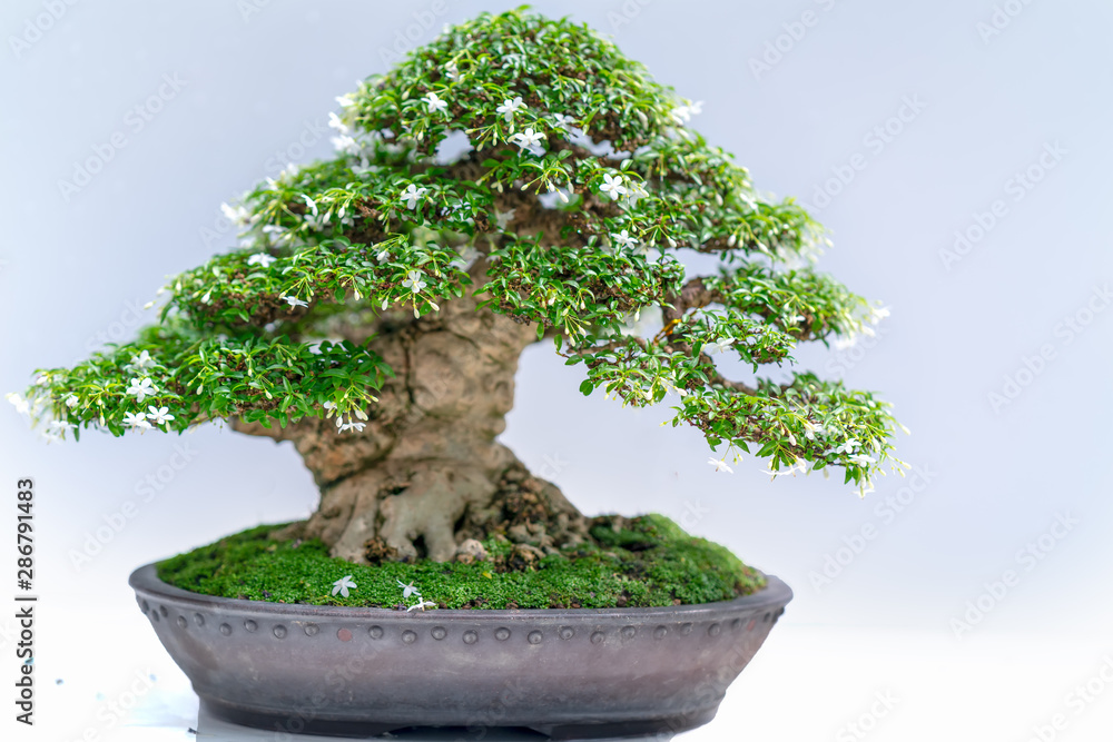 Green old bonsai tree isolated on white background in a pot plant ...