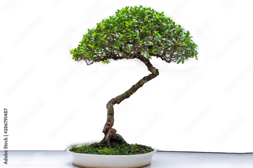 Green old bonsai tree isolated on white background in a pot plant ...