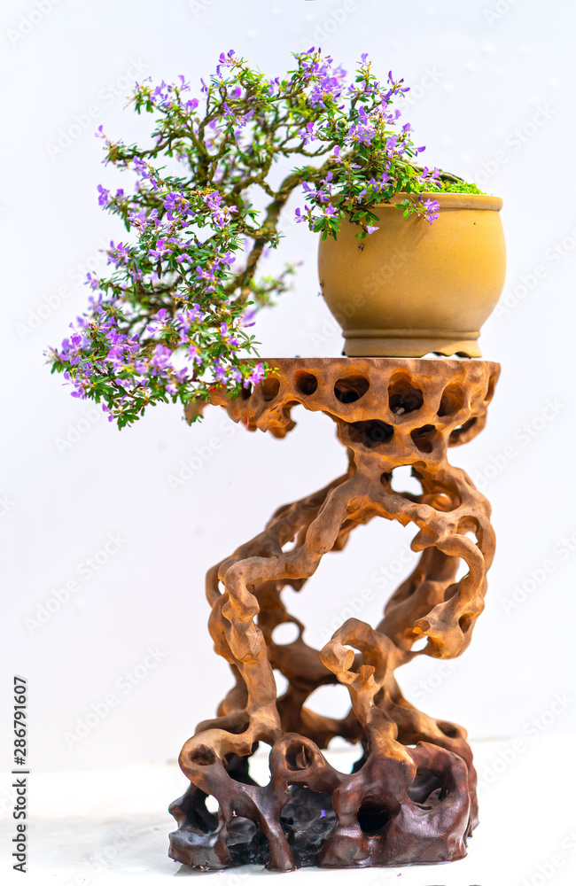 Green old bonsai tree isolated on white background in a pot plant ...