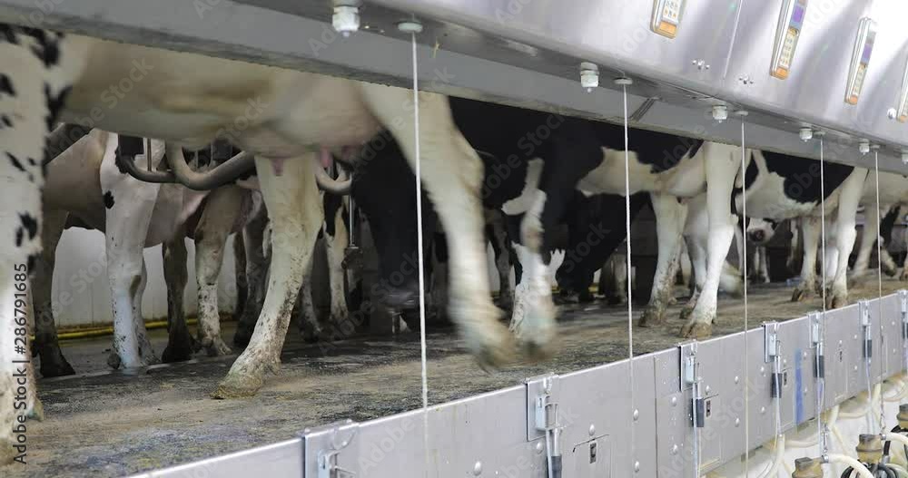 Cows getting into position to be milked in a dairy farm. Black and ...