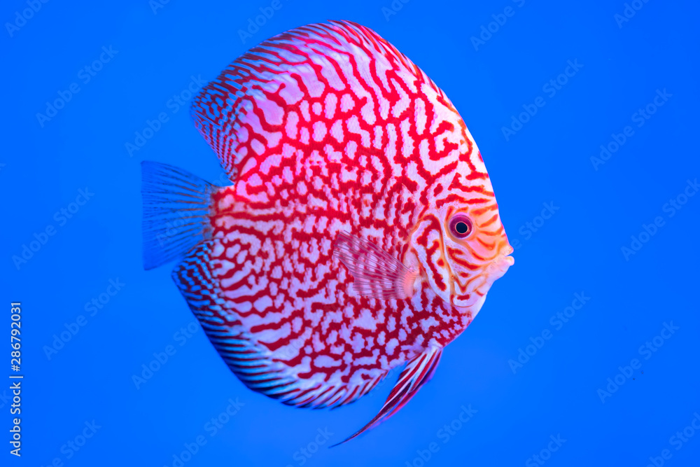Discus Fish Colorful swimming in fish tank. This is a species of ...