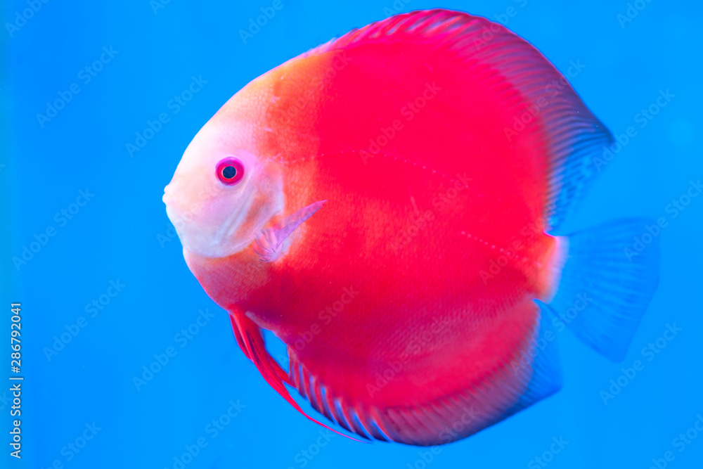 Pink Discus Fish