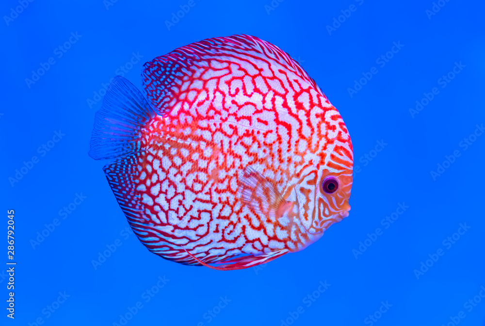 Discus Fish Colorful swimming in fish tank. This is a species of ...