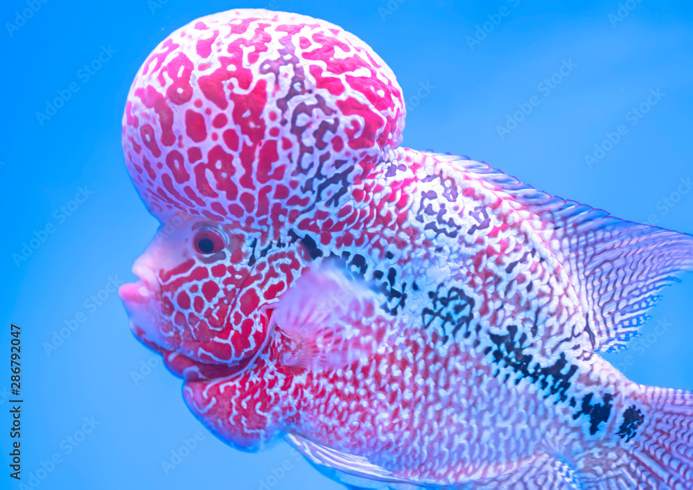 Flowerhorn Cichlid Colorful fish swimming in fish tank. This is an ...