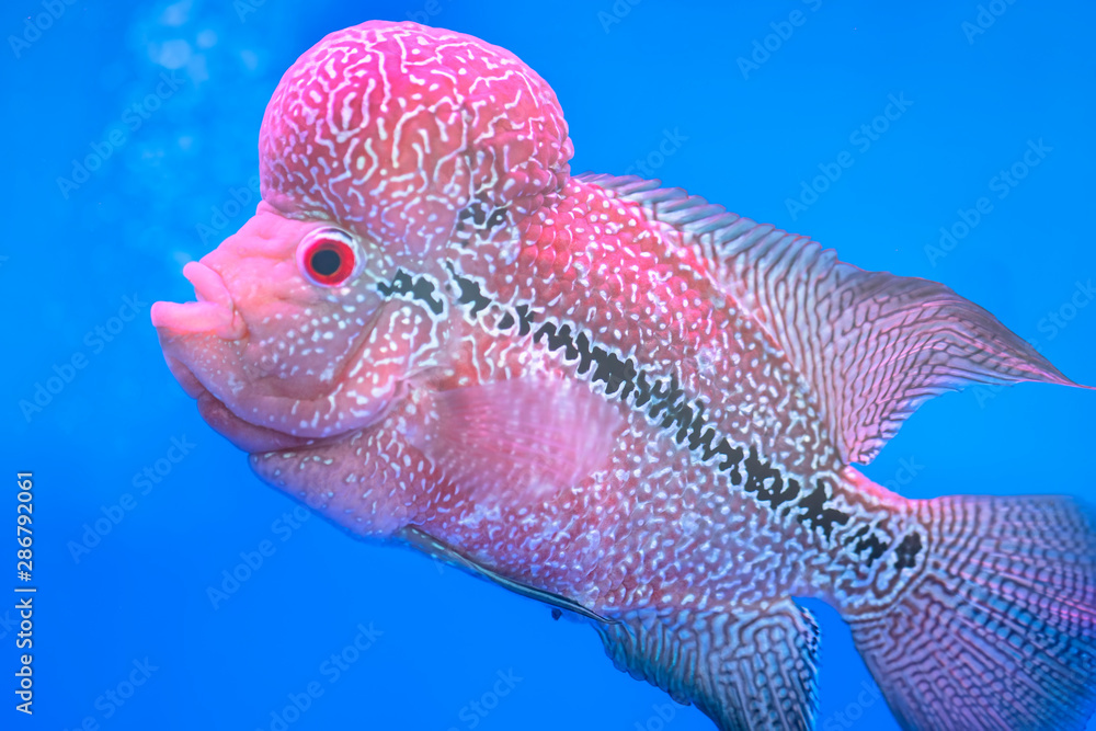 Flowerhorn Cichlid Colorful fish swimming in fish tank. This is an ...
