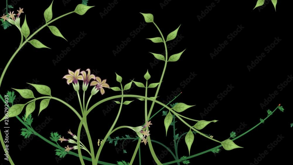 Growing plants and vines animation on black background with luma matte ...