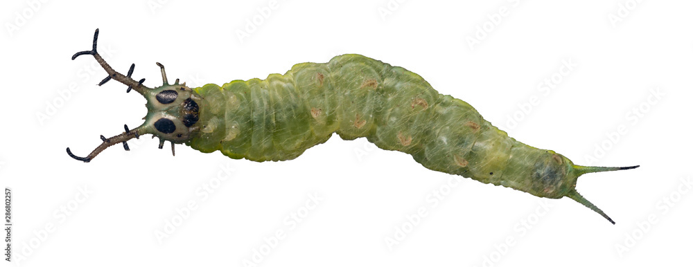 Isolated caterpillar of common pasha butterly ( Herona marathus ) on ...