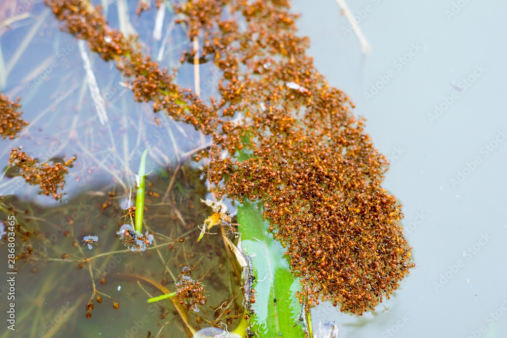 A large group of ants floating on the water, teamwork of ants, flooded ...
