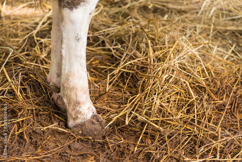 Foto de Cow's foot.Cow's legs in the cow stall. do Stock | Adobe Stock