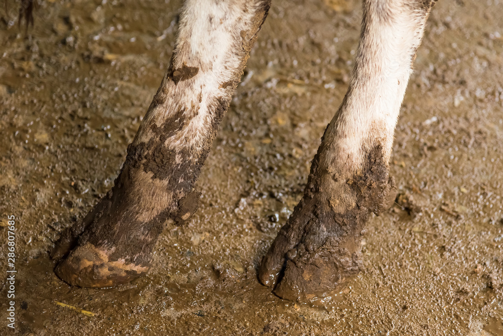 Cow's foot.Cow's legs in the cow stall. Stock Photo | Adobe Stock