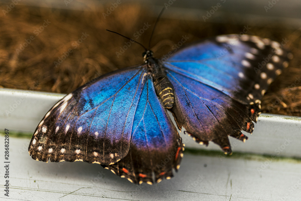 Mariposa tornasol Stock Photo | Adobe Stock