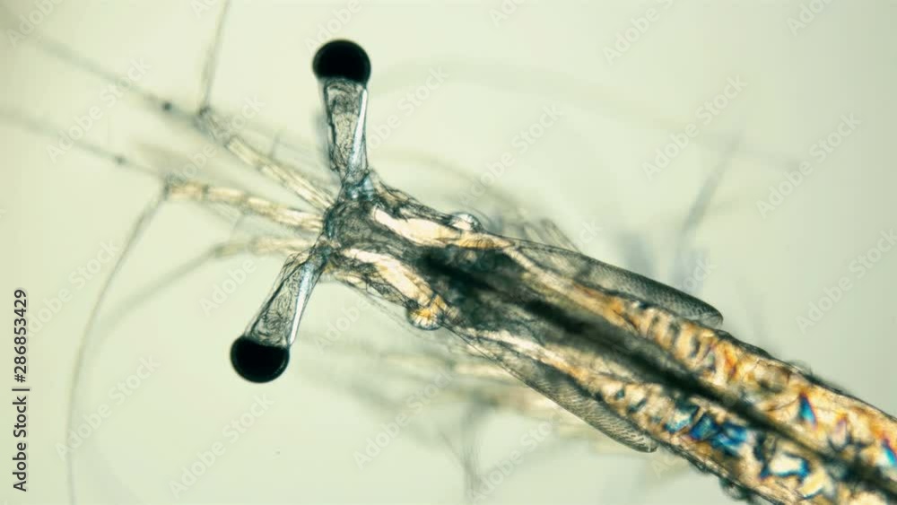 Black Sea plankton and zooplankton under a microscope, Mysid shrimp ...