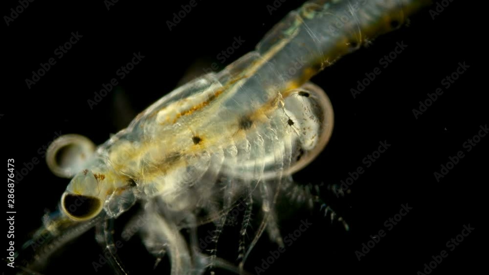 Vidéo Stock Black Sea plankton and zooplankton under a microscope ...