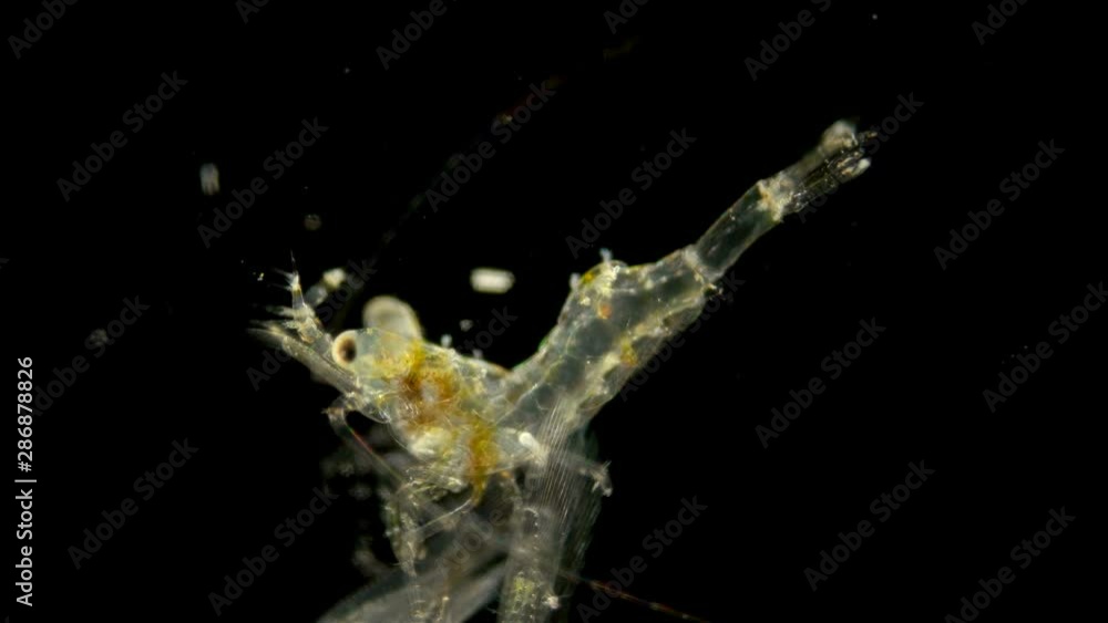 The Black Sea plankton and zooplankton under the microscope, the shrimp ...