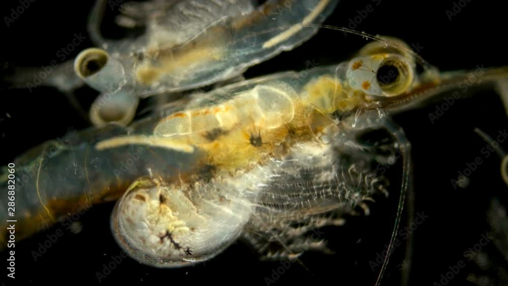 Black Sea plankton and zooplankton under a microscope, Mysid shrimp ...