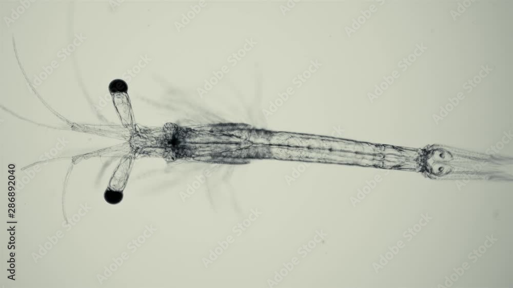 Black Sea plankton and zooplankton under a microscope, Mysid shrimp ...