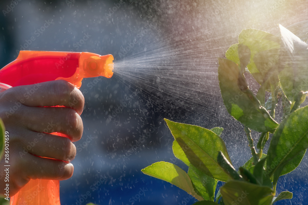 Woman spraying flowers in the garden. Pesticides, insecticide ...