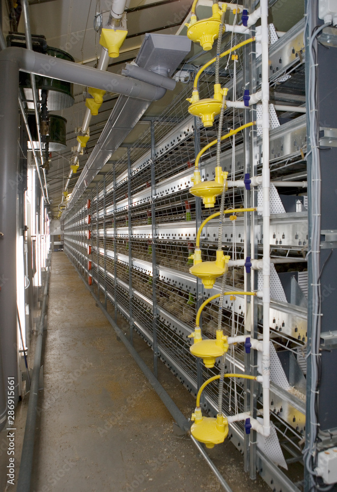 On-farm hatching. Patio sysyem. Cage chicken. Chicken. Poultry ...