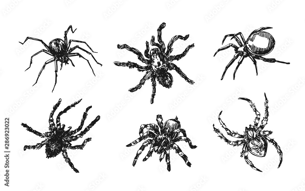 Spider sketch vector set of illustration. Hand drawn style picture ...