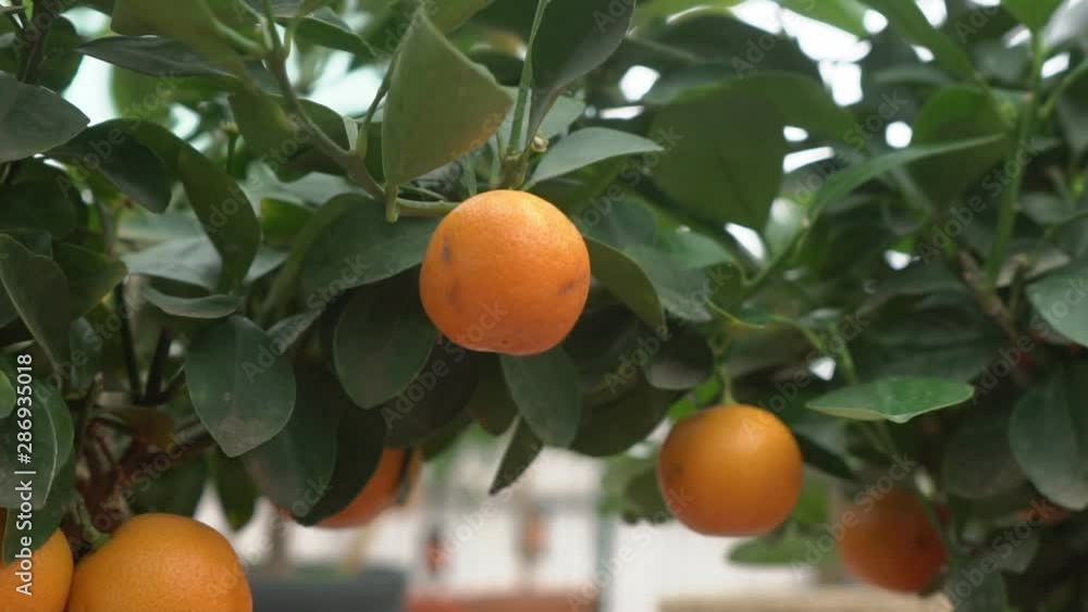 Small citrus trees grown in a greenhouse and inhabiting many orange ...