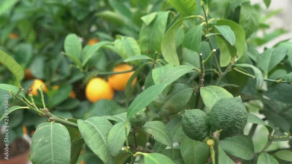 Small citrus trees grown in a greenhouse and inhabiting many orange ...