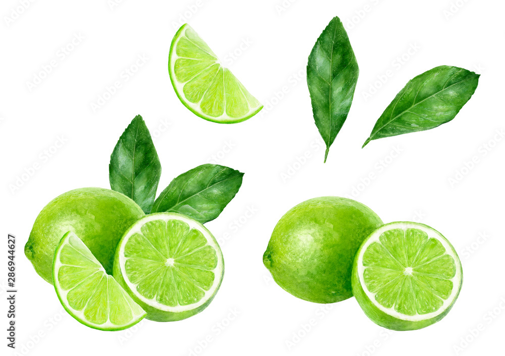 Lime set watercolor illustration isolated on white background Stock ...