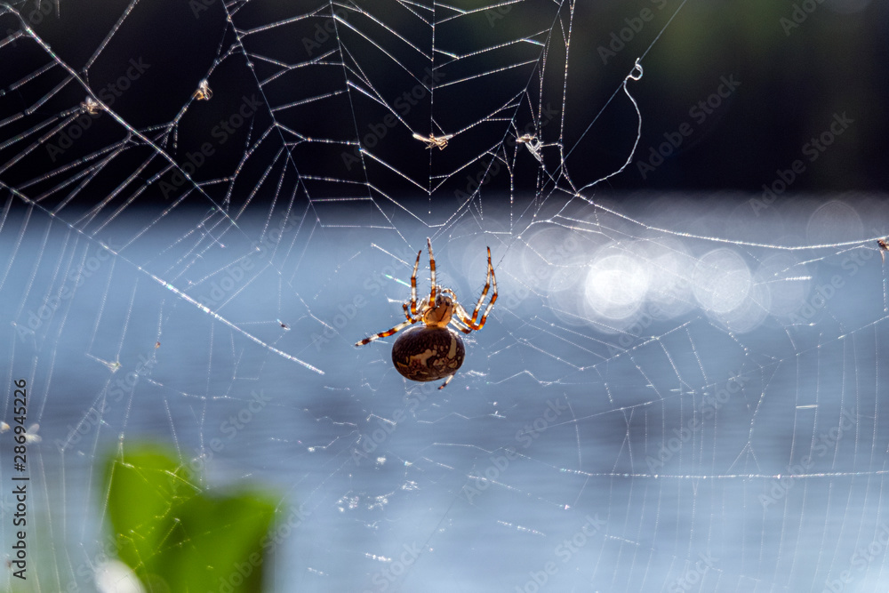 arachnophobia, a large spider cross on the background of water, spider ...