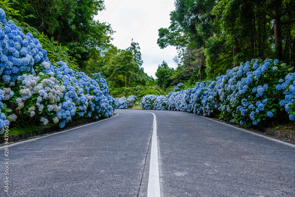 Azores, empty road with white and blue hydrangea flowers at the ...