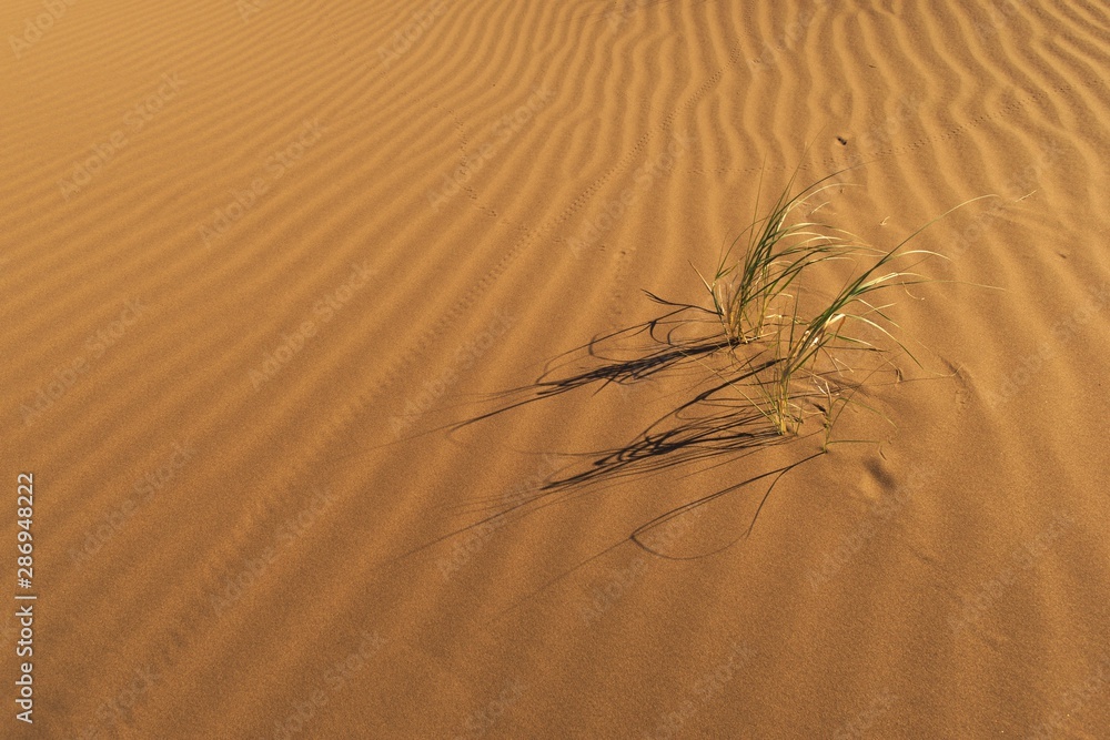 Foto de Small tufts of Pampas grass grow in extreme arid conditions in ...