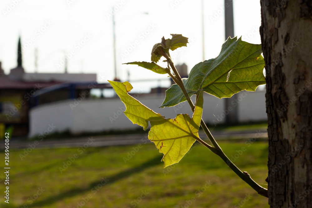 hoja en un arbol Stock Photo | Adobe Stock
