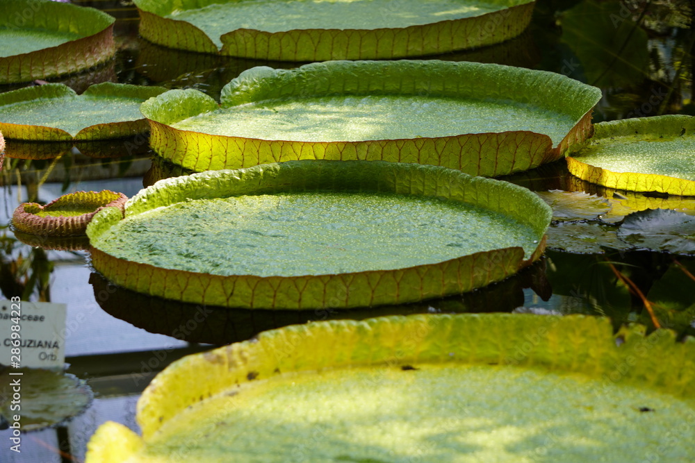 a large leaf of an aquatic plant of ribbed structure floats in the ...