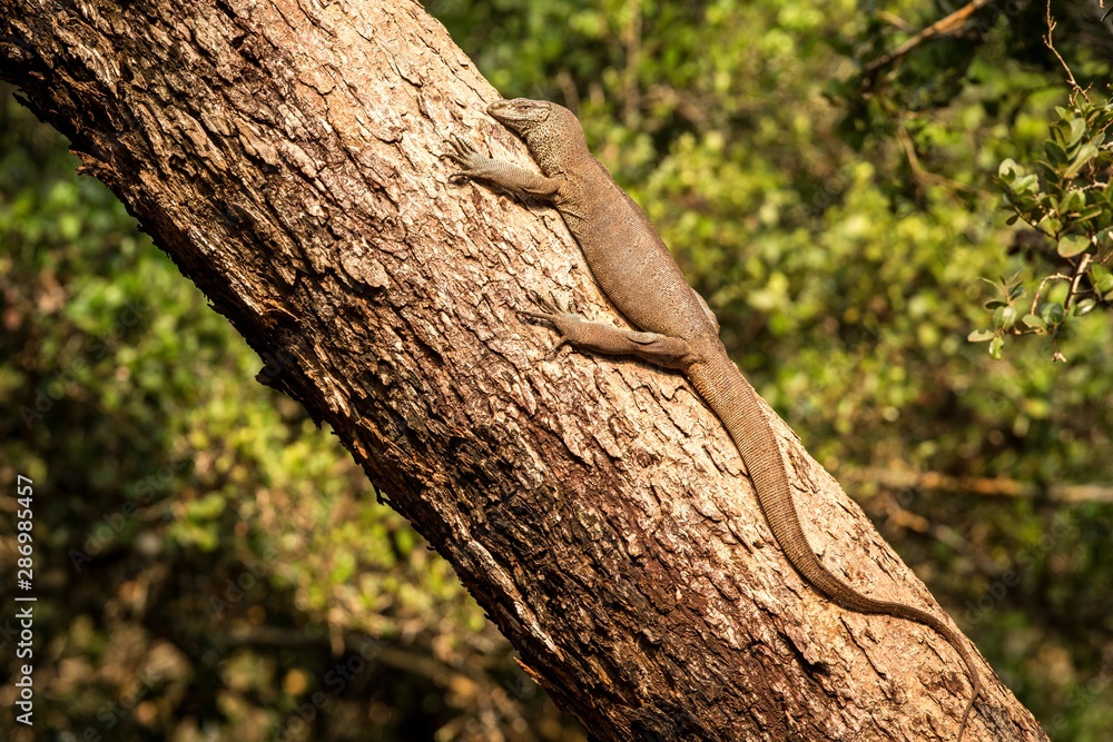 Bengal monitor lizard (Varanus bengalensis). Reptile varan resting on ...