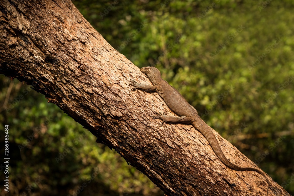 Bengal monitor lizard (Varanus bengalensis). Reptile varan resting on ...