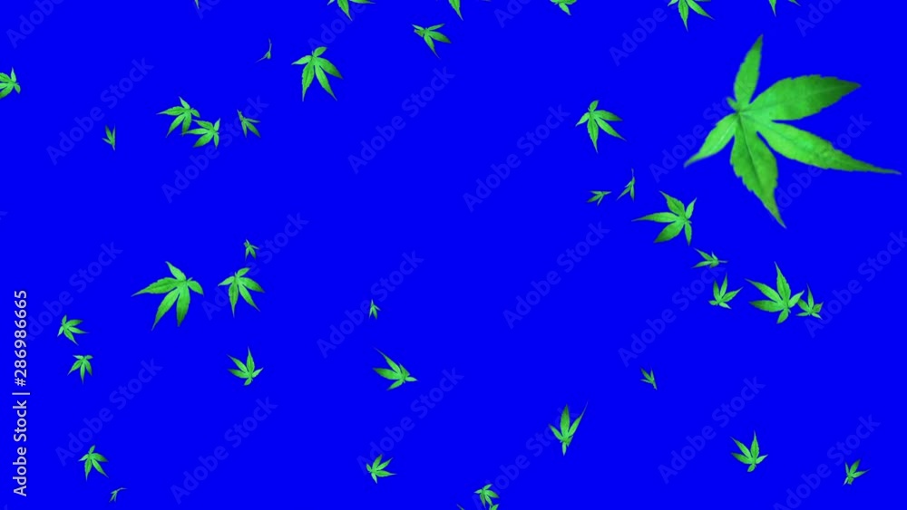 Cannabis leaves falling and fluttering on green screen. Weed rain on ...