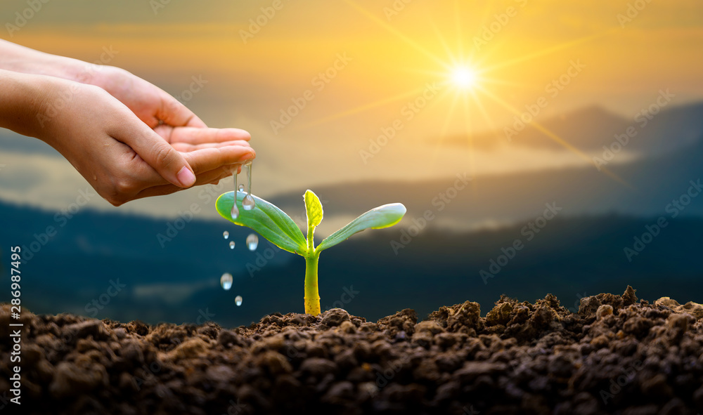 hand Watering plants tree mountain green Background Female hand holding ...