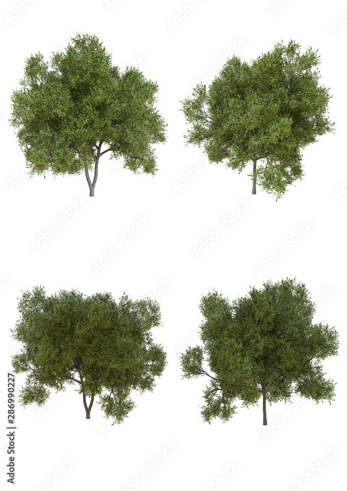 Silver wattle tree in fall season Isolated on white background with ...
