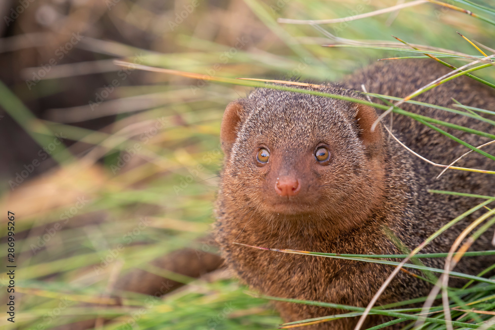 Common dwarf mongoose, Helogale parvula, close up portraits of head and ...