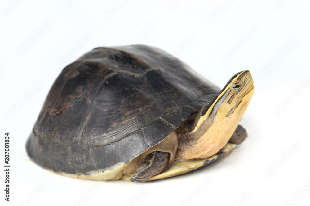 The Amboina box turtle (Cuora amboinensis), or southeast Asian box ...