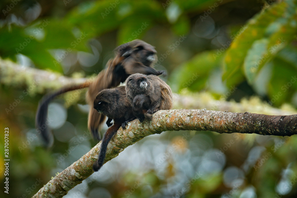 Black Mantle Tamarin, monkey from Sumaco National Park in Ecuador ...