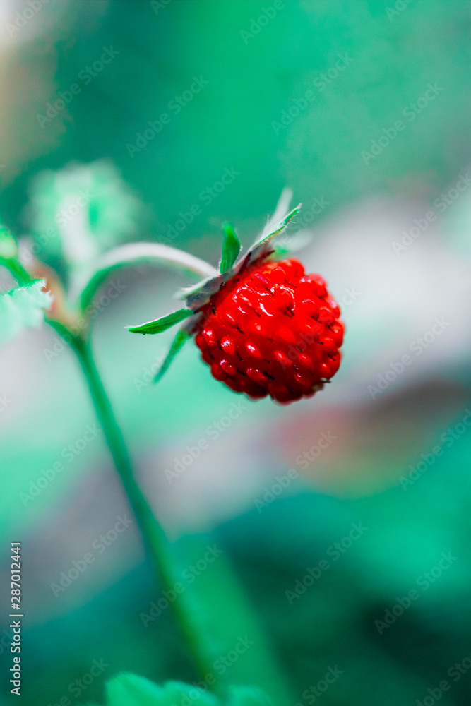 Wild red ripe strawberry on a steam in a green forest, macro view. One ...