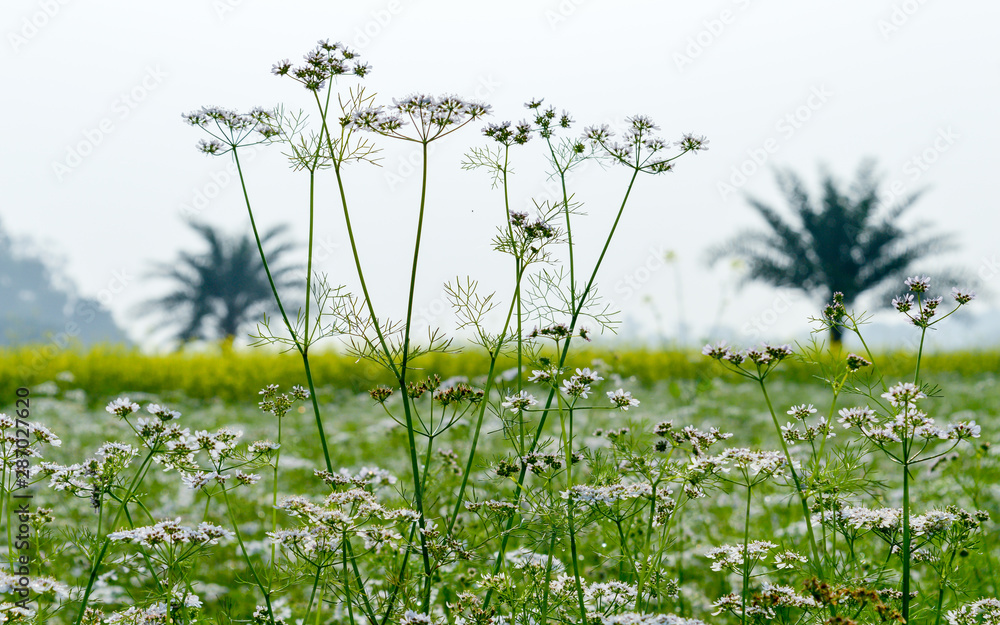 Green yellow Canola field and tree in a scenic agricultural landscape ...