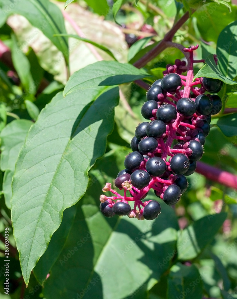 Cluster of invasive poisonous pokeweed berries. Stock Photo | Adobe Stock