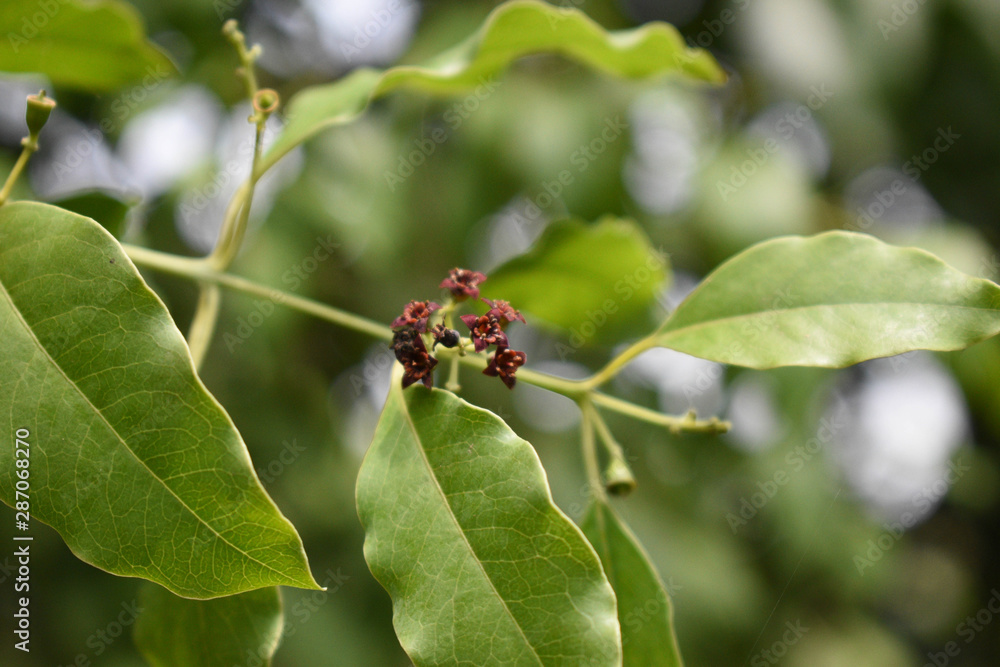 Santalum Album Sandalwood Flower Photo on Tree with Leaves Blur ...