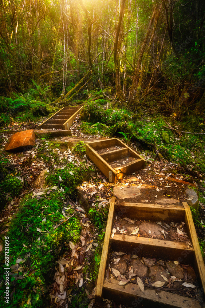 Beautiful path in lush tropical rainforest jungle in Tasman peninsula ...