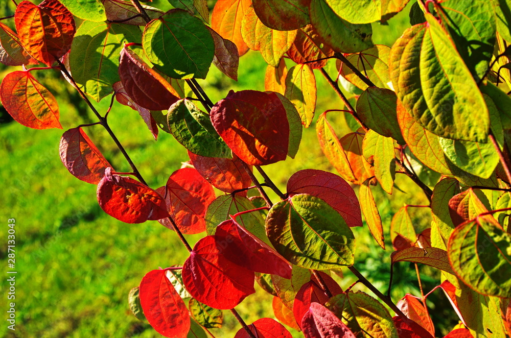 Heart shaped tree leaves Cercidiphyllum japonicum Stock Photo | Adobe Stock